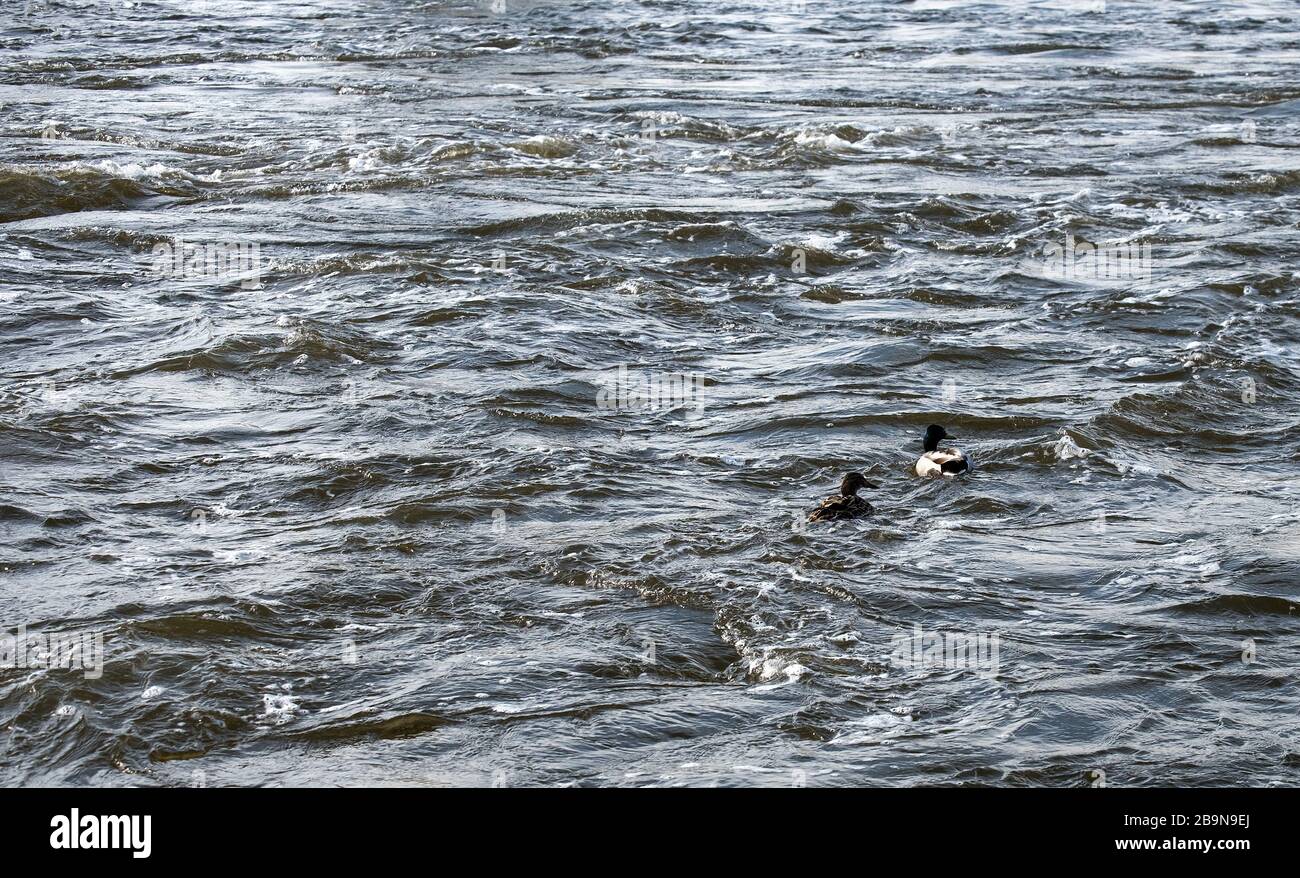 Two ducks ripple water hi-res stock photography and images - Alamy