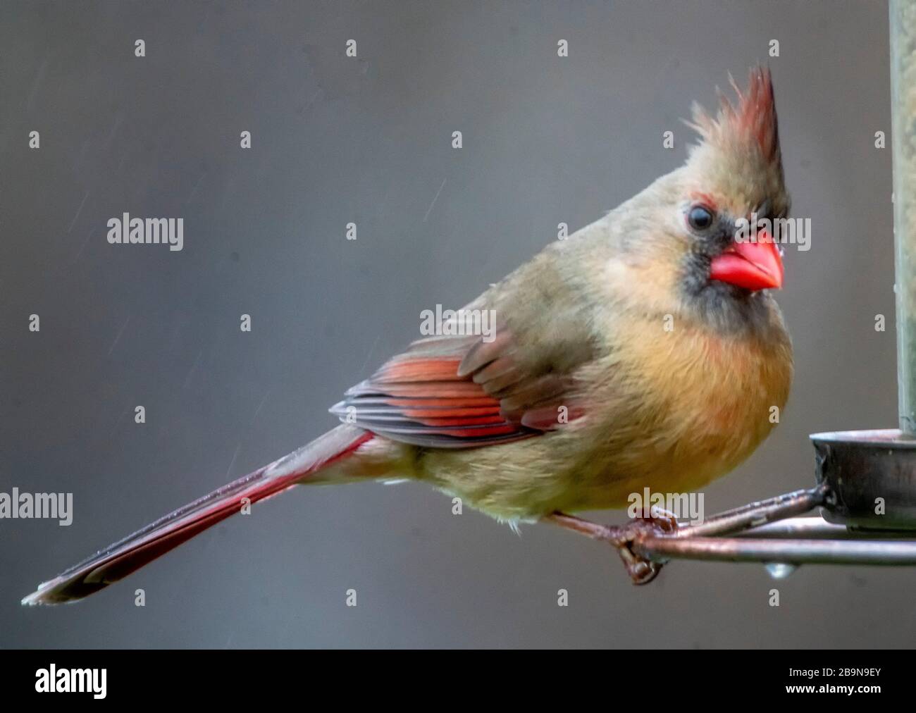 Crown topper hi-res stock photography and images - Alamy