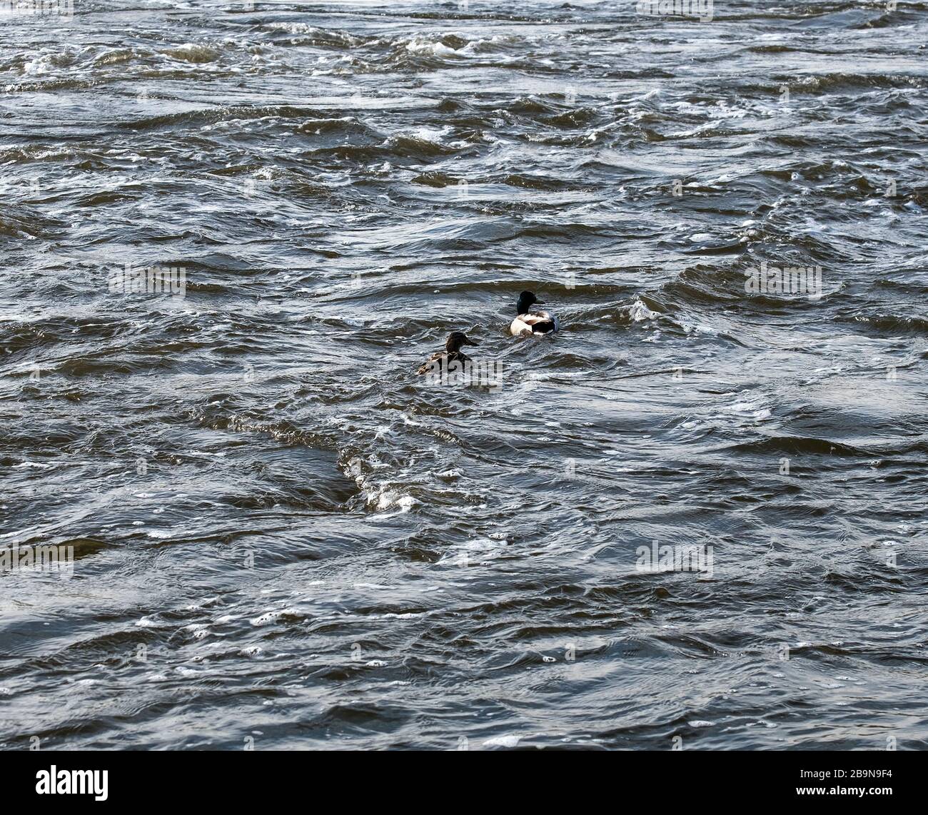 Two small ducks in turbulent water Stock Photo - Alamy