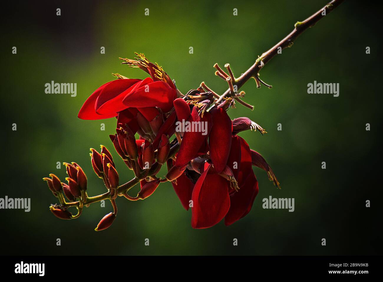 Swamp immortelle hi-res stock photography and images - Alamy