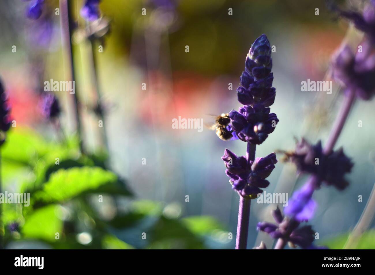 Catmint flowers hi-res stock photography and images - Alamy