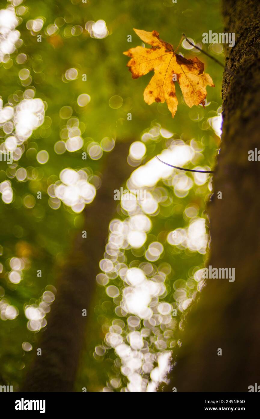 Mapel tree hi-res stock photography and images - Alamy