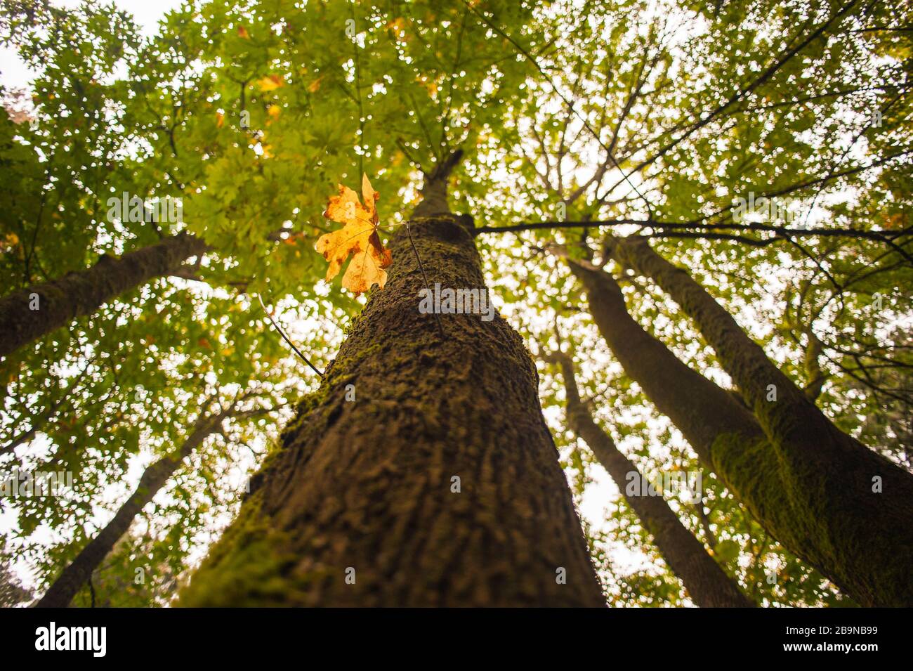 Mapel tree hi-res stock photography and images - Alamy