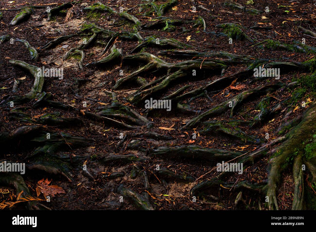 Twisting tree roots hi-res stock photography and images - Alamy