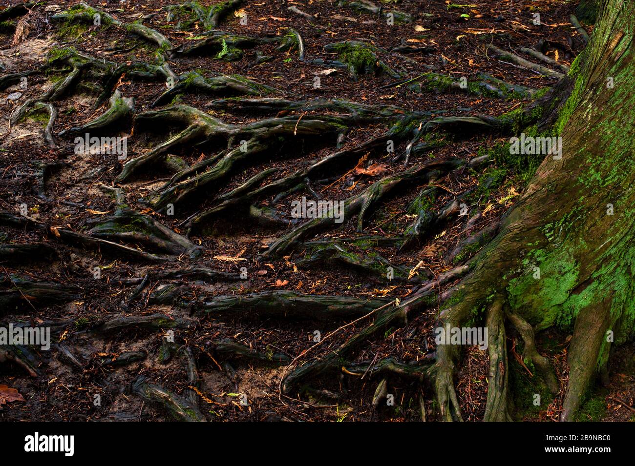 Twisting tree roots hi-res stock photography and images - Alamy