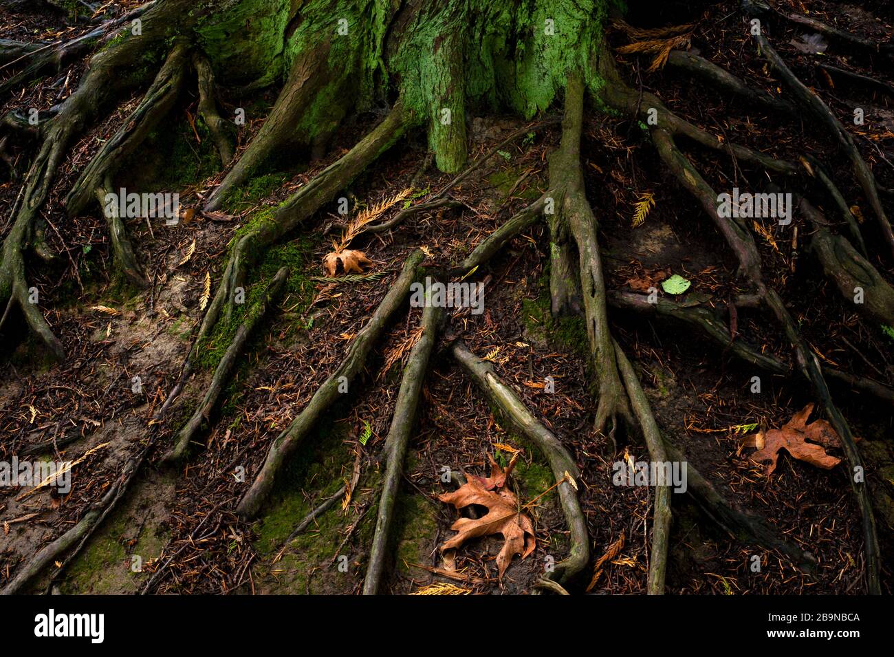 Tree roots close-up Stock Photo - Alamy