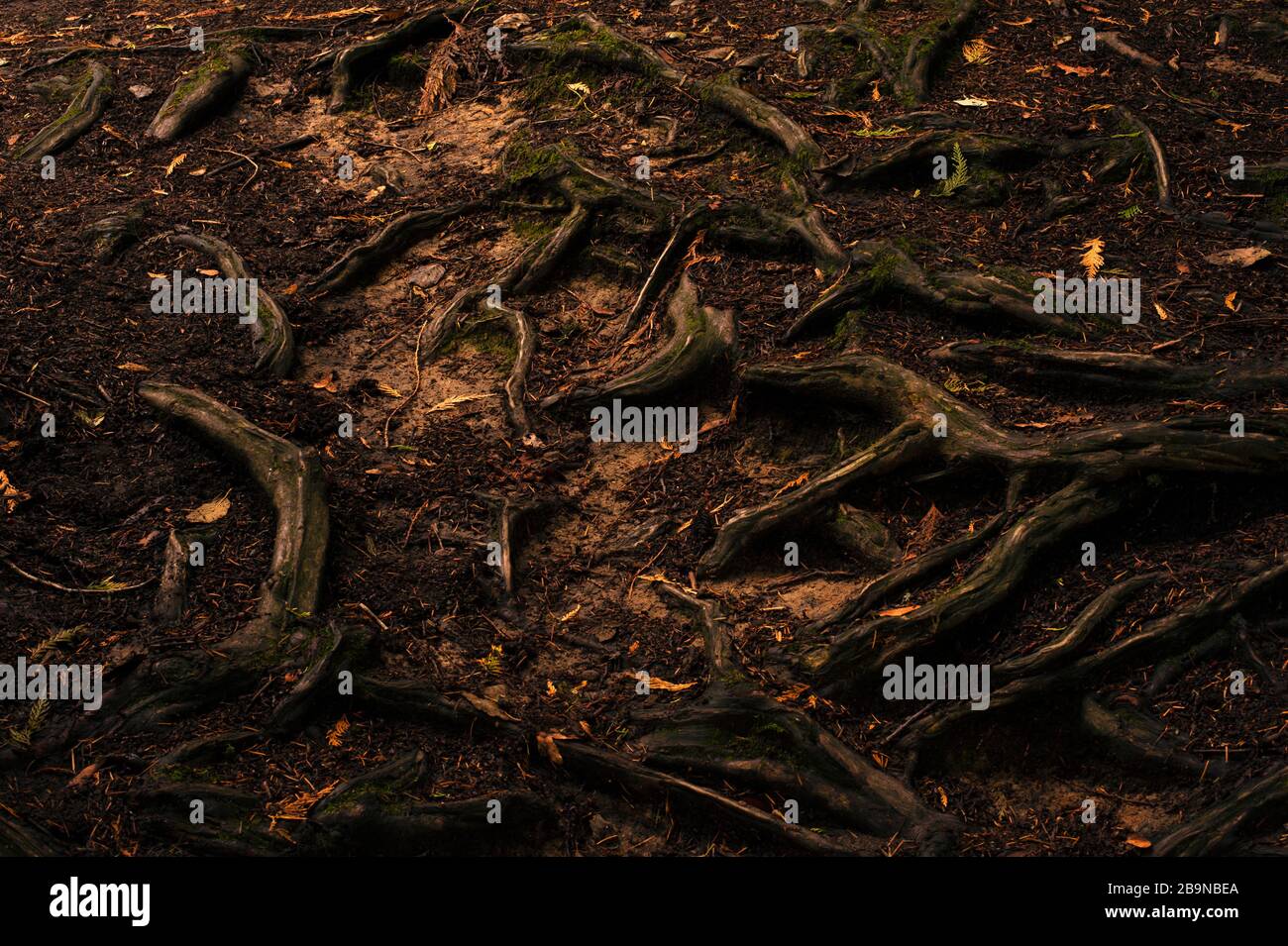 Tree roots close-up Stock Photo - Alamy