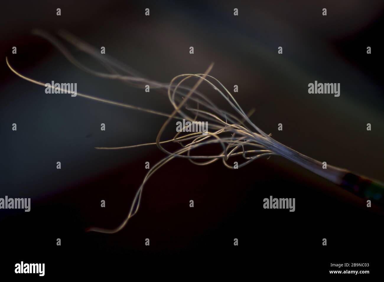 Wavy grass hi-res stock photography and images - Alamy