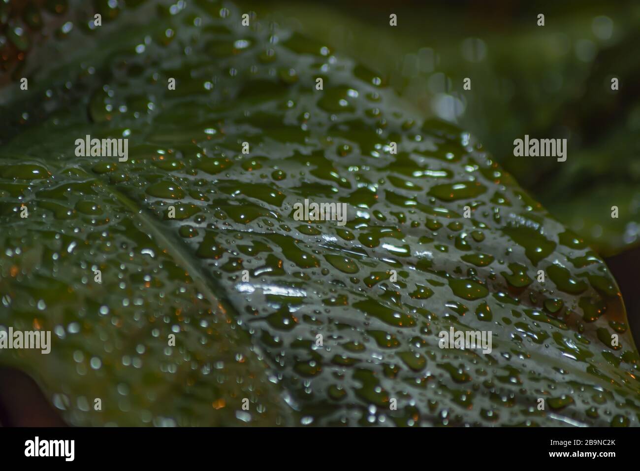 leave and water drops detail Stock Photo - Alamy