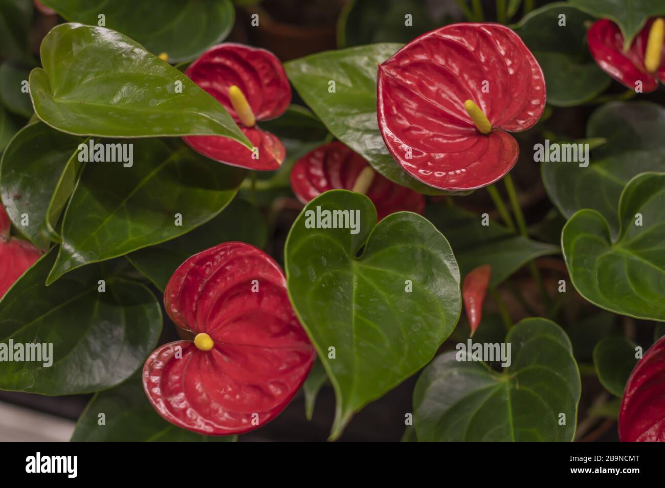 Flamingo flowers hi-res stock photography and images - Alamy