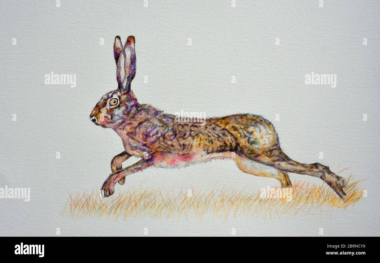 Watercolour painting of running hare white background Stock Photo - Alamy