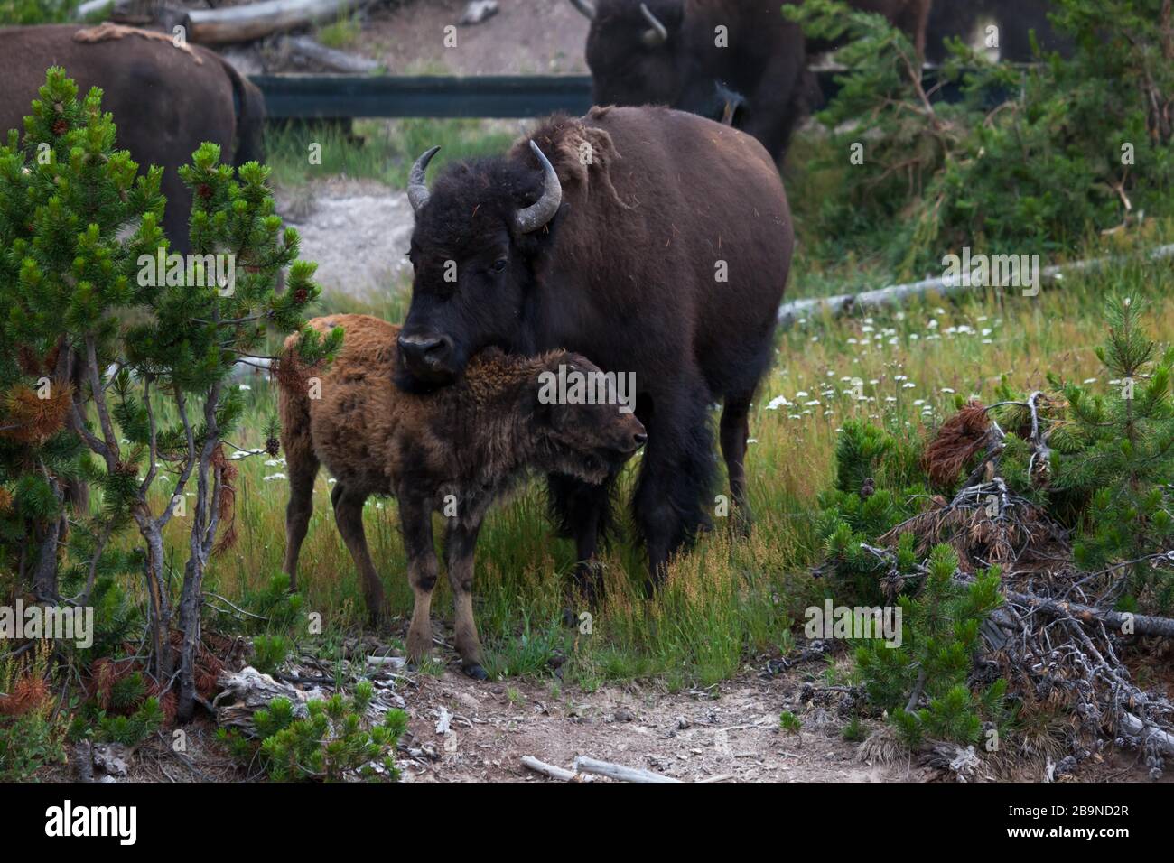 A mother bison hugging its baby with her head and neck as the rest of ...