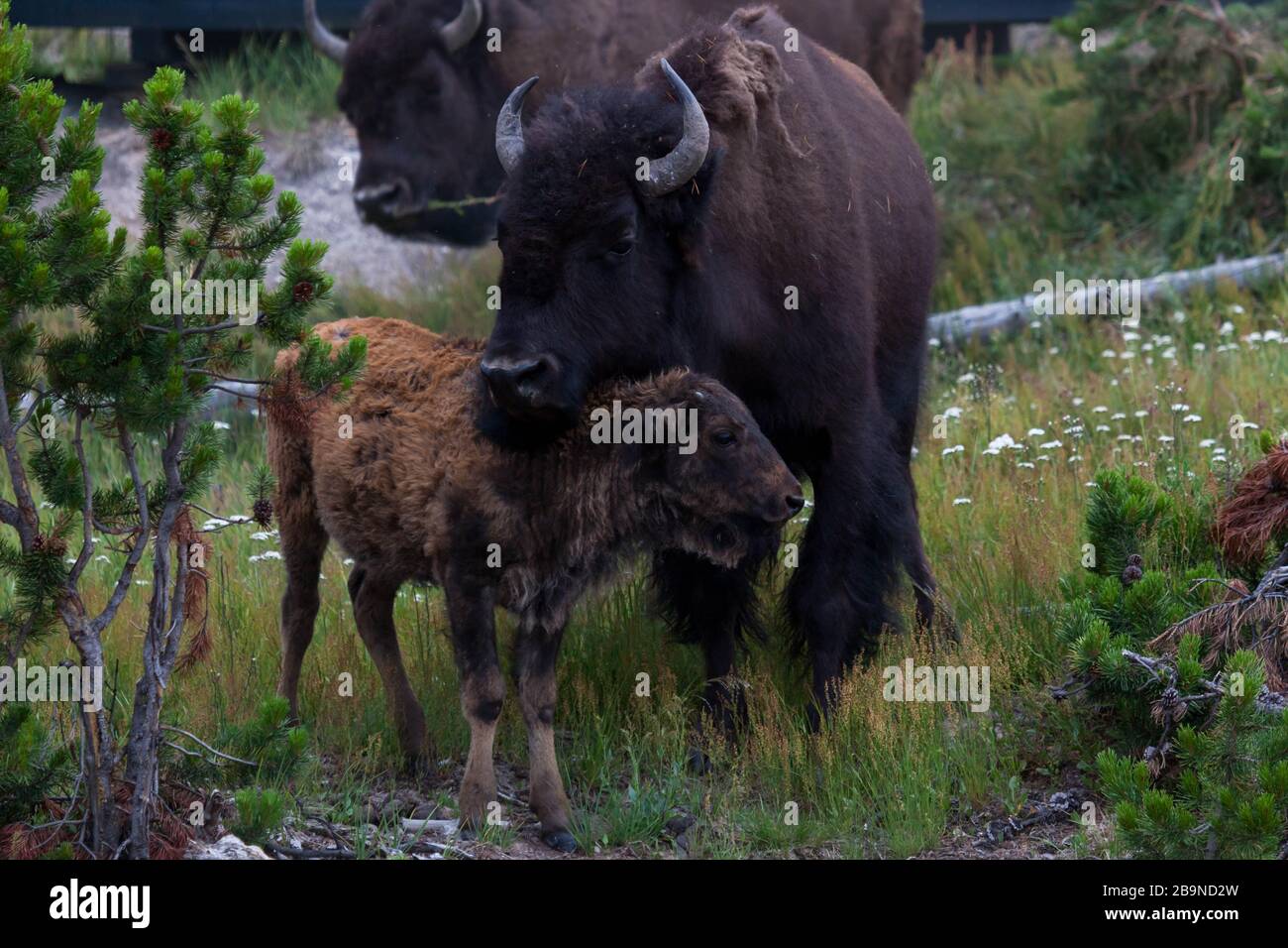 A mother bison hugging its baby with her head and neck as the rest of ...