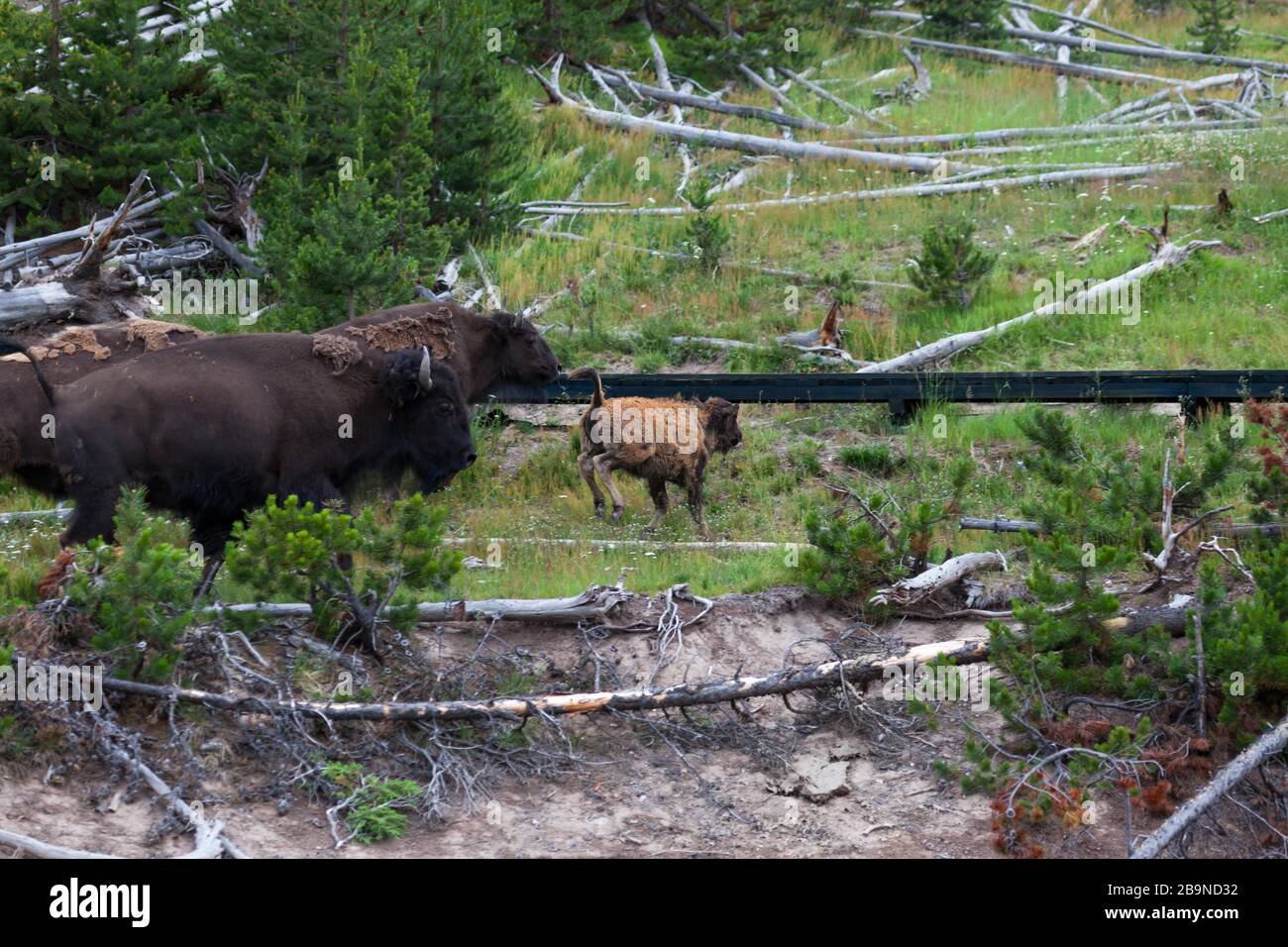 Stampede bison hi-res stock photography and images - Alamy
