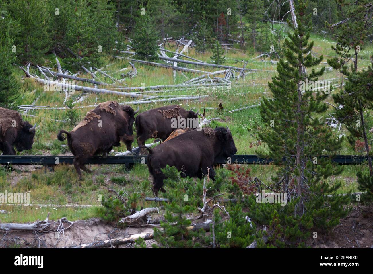 Stampede bison hi-res stock photography and images - Alamy