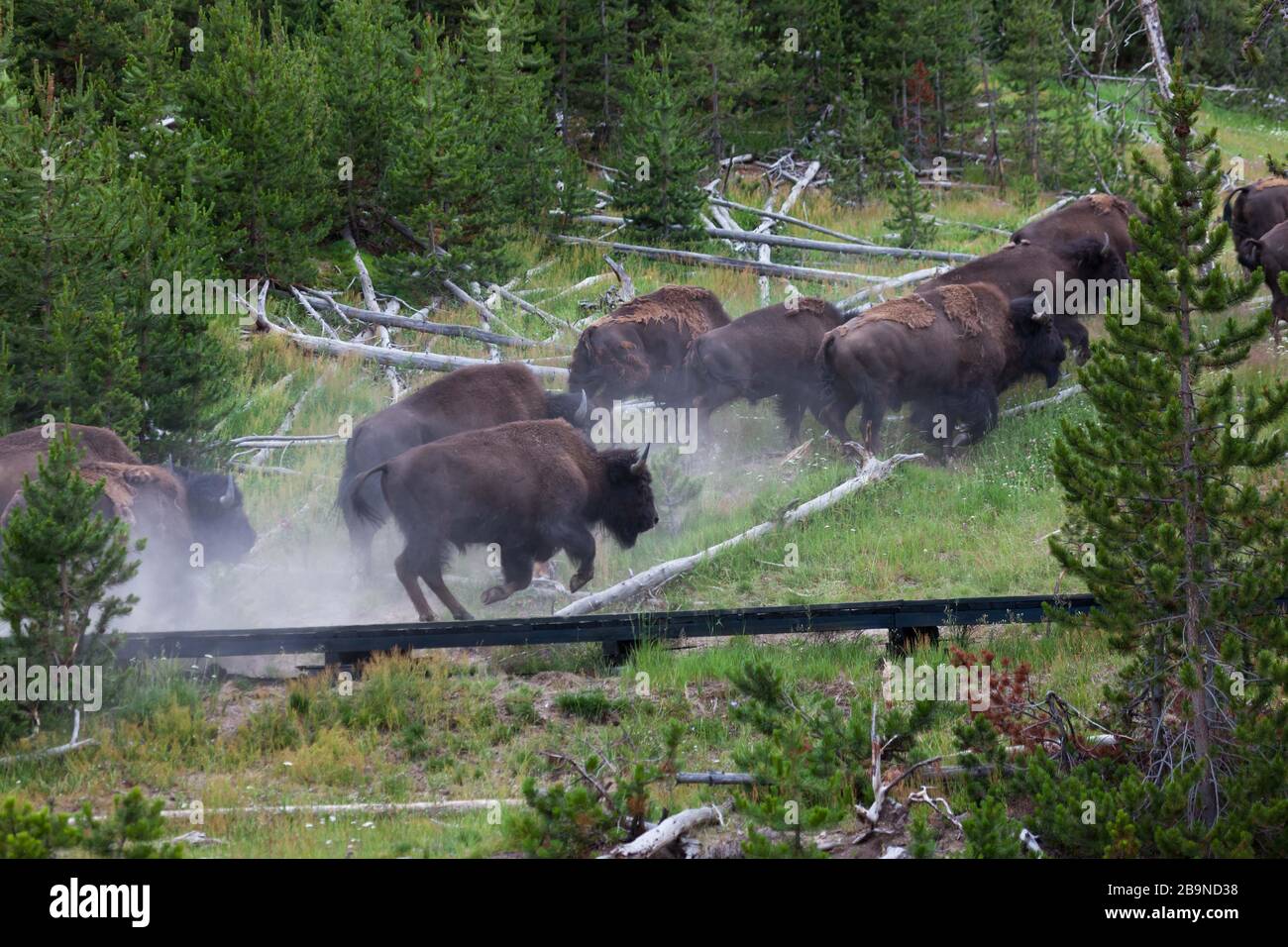 A group of bison running up a hill and over a wooden boardwalk after ...