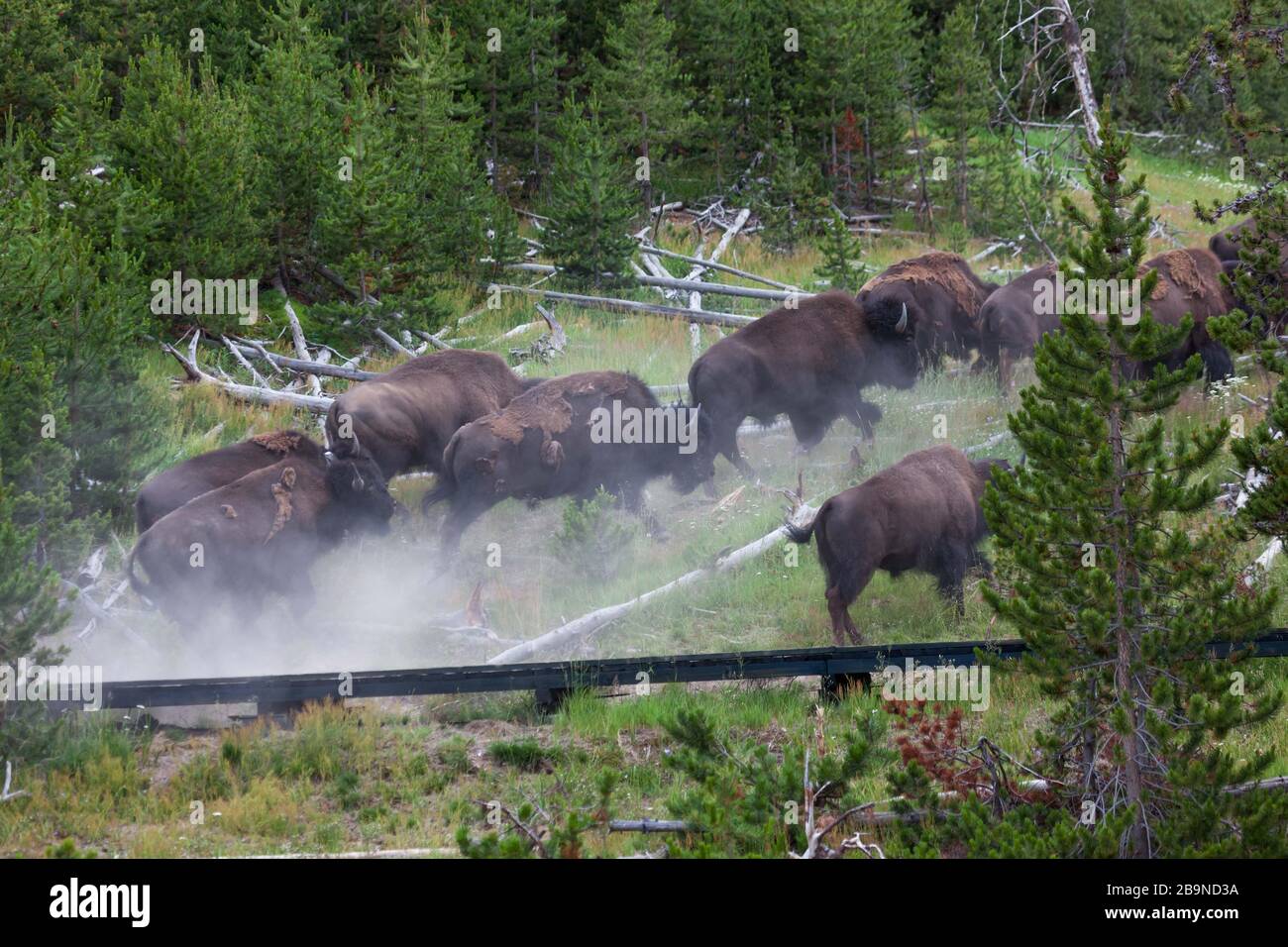 Stampede bison hi-res stock photography and images - Alamy
