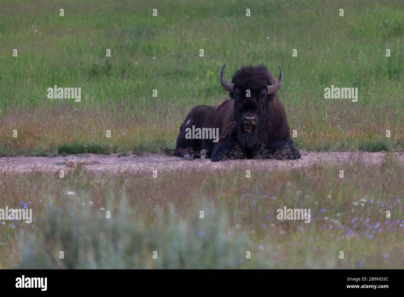 Buffalo laying down hi-res stock photography and images - Alamy