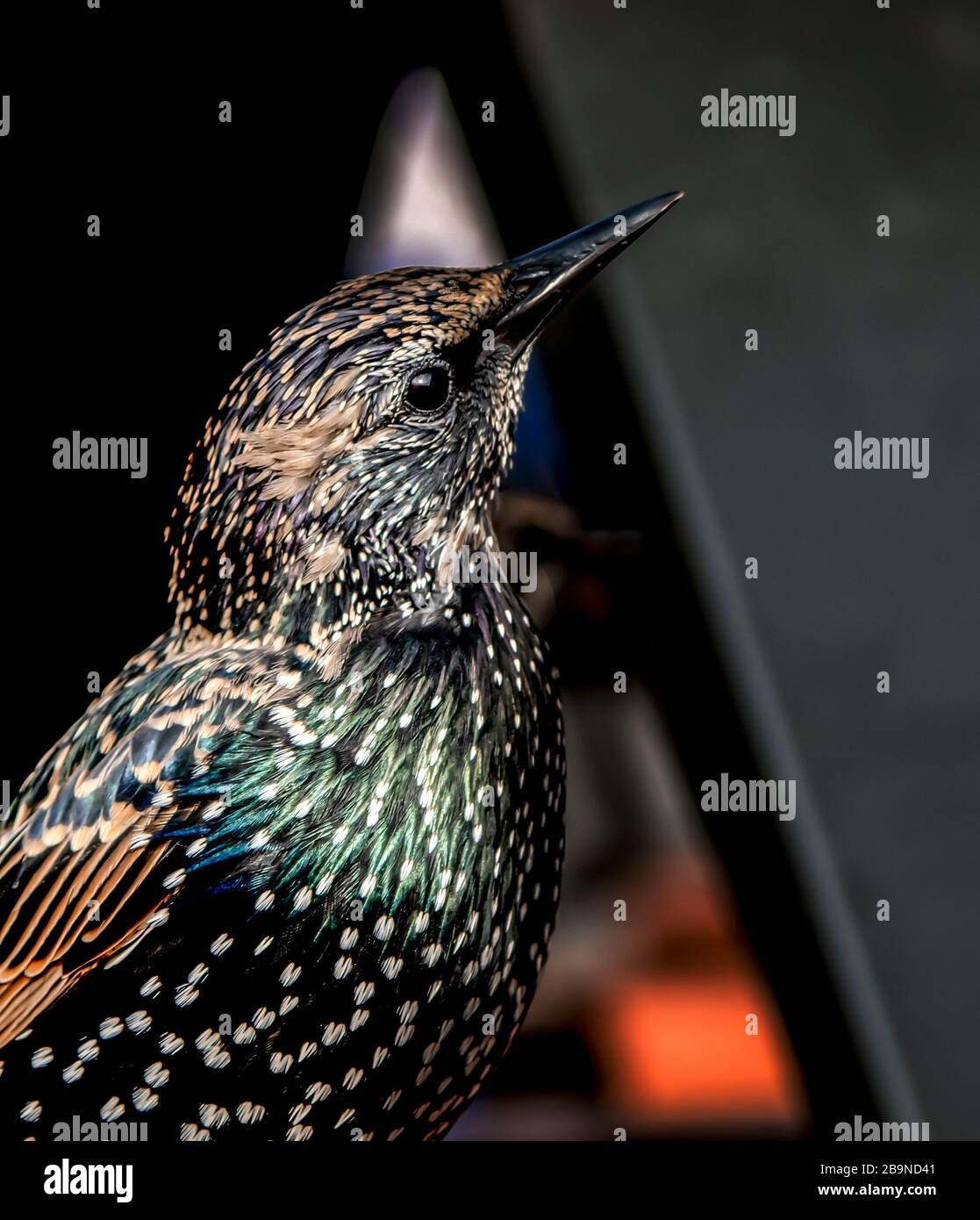A beautiful, starling looks at the camera in the profile shot, from ...