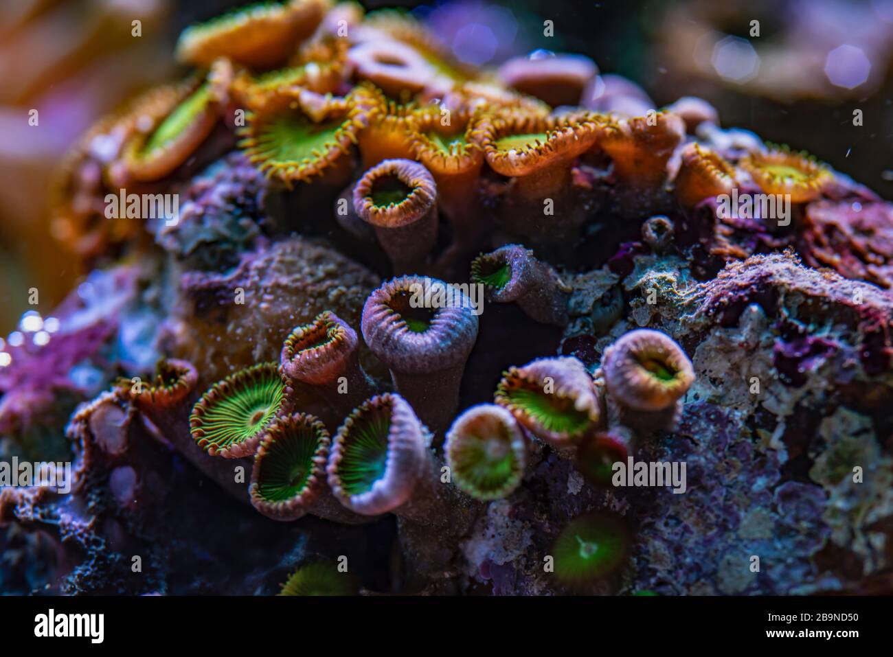 colored corals in a marine aquarium. macro photography Stock Photo - Alamy