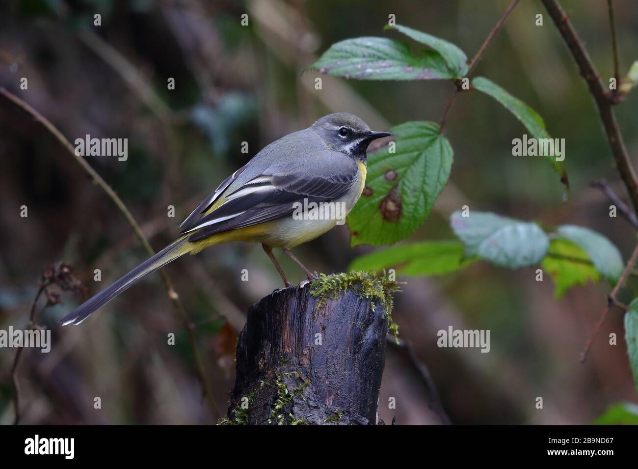 Pipits and wagtails hi-res stock photography and images - Alamy