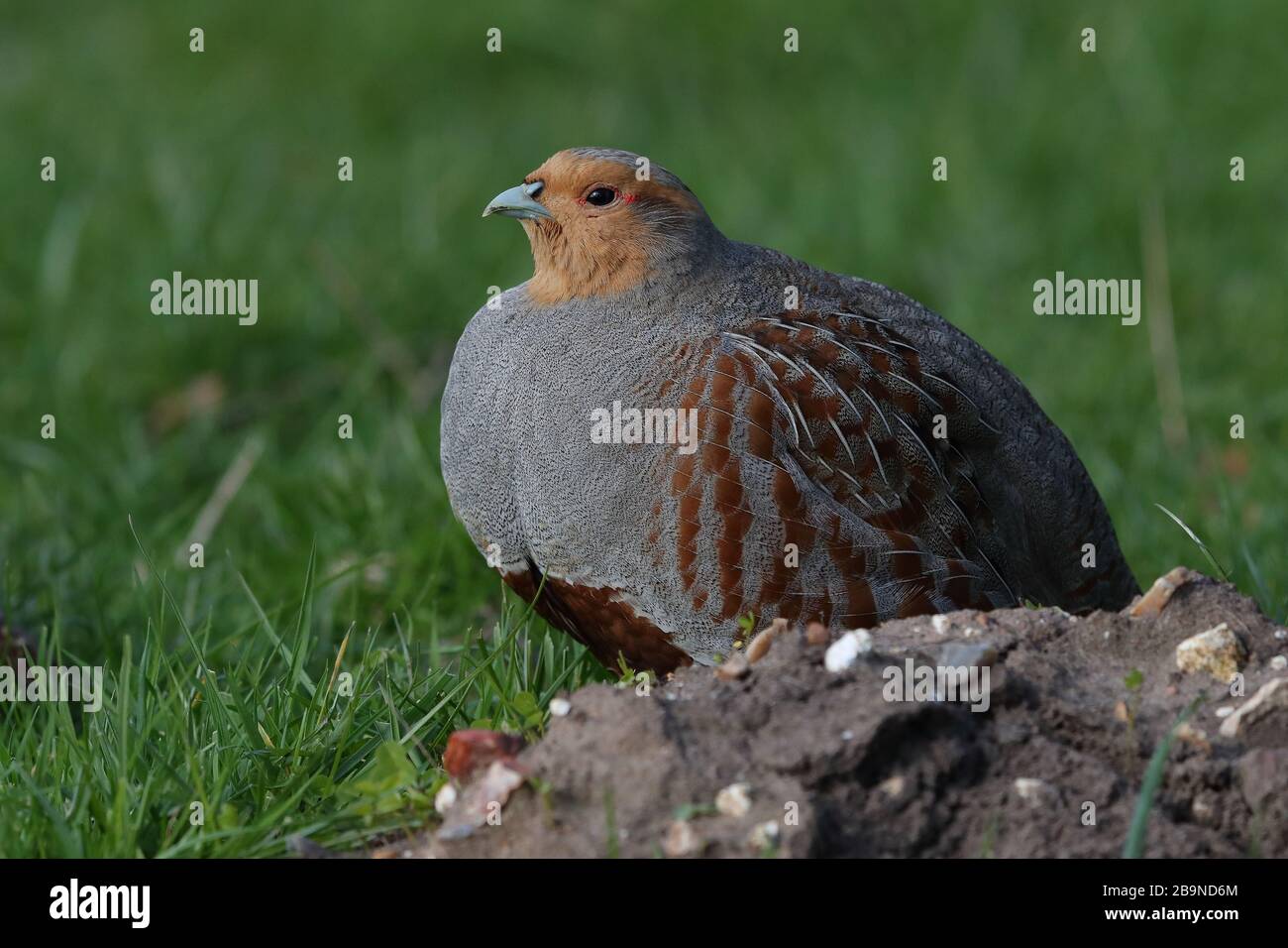 English partridge hi-res stock photography and images - Alamy