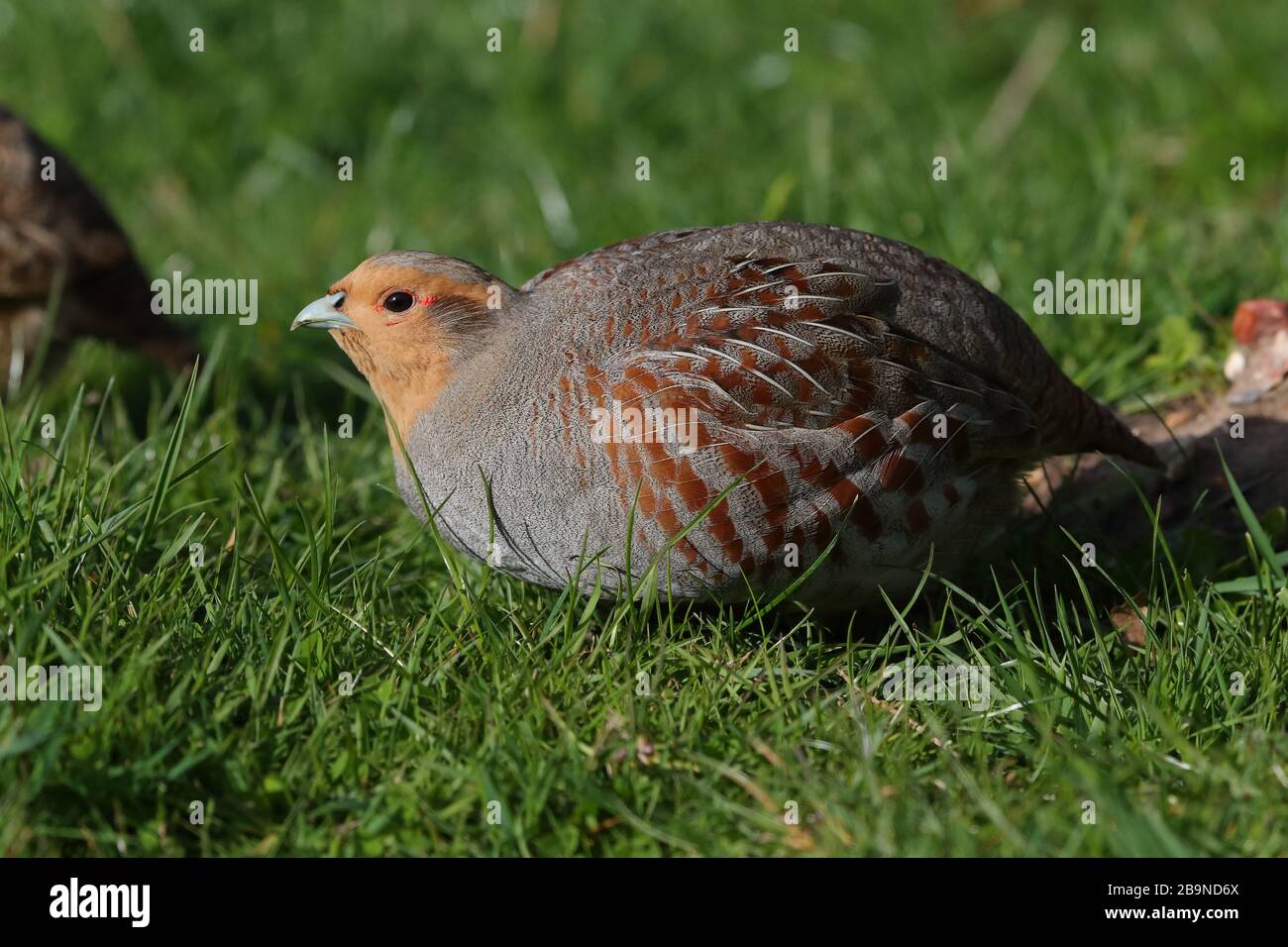 English partridge hi-res stock photography and images - Alamy