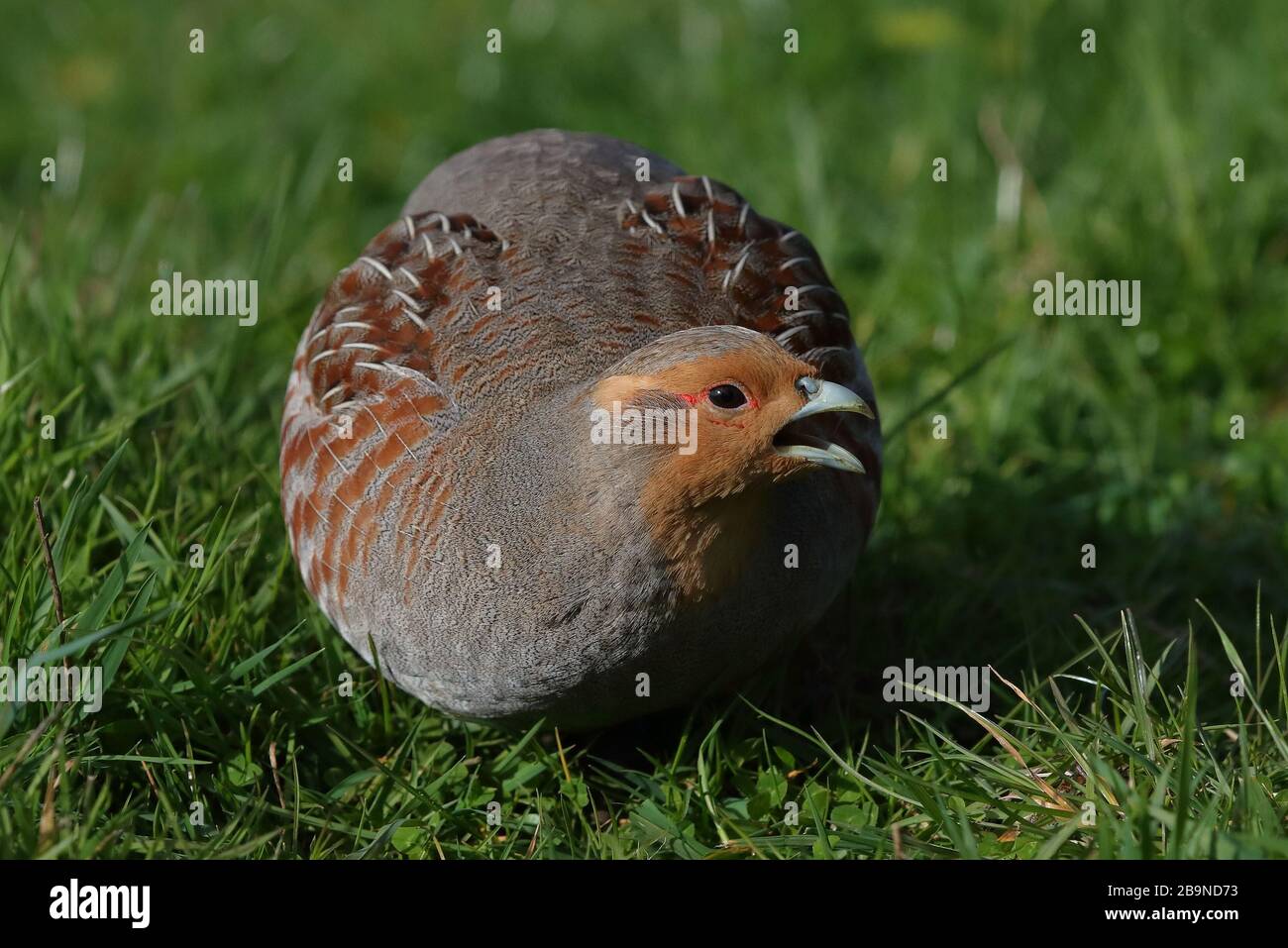 English partridge hi-res stock photography and images - Alamy