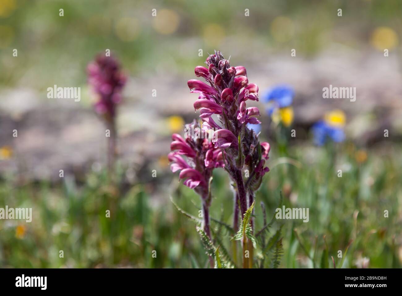 Pink wildflowers growing at a high elevation at Beartooth Pass in the ...