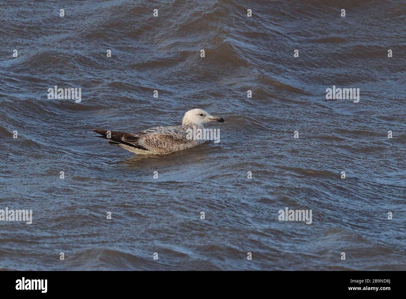 1st Winter Caspian Gull at Sheringham Stock Photo - Alamy
