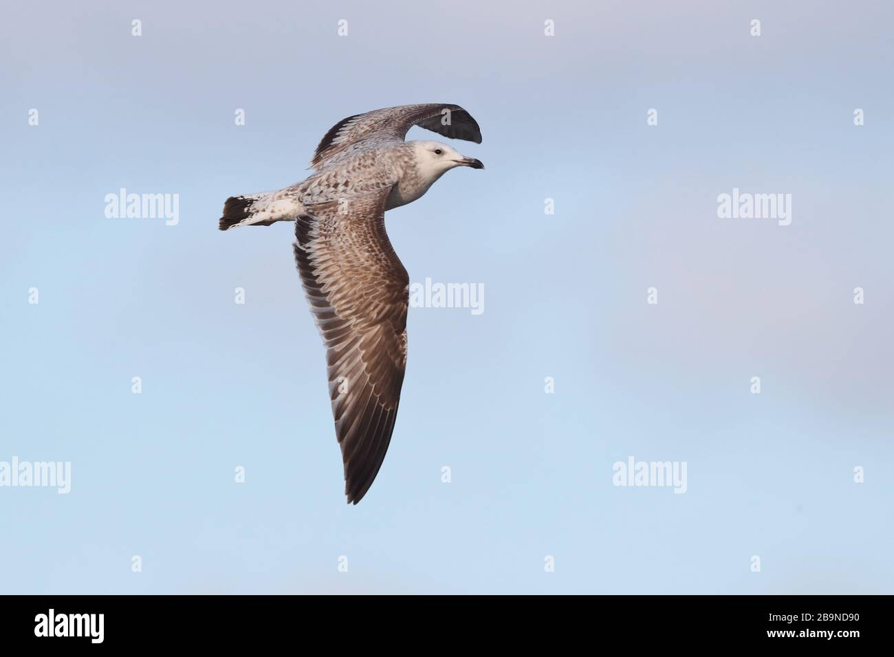 Caspian gull uk hi-res stock photography and images - Alamy