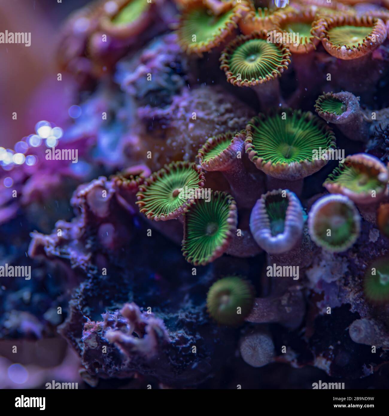 Polyp corals hi-res stock photography and images - Alamy