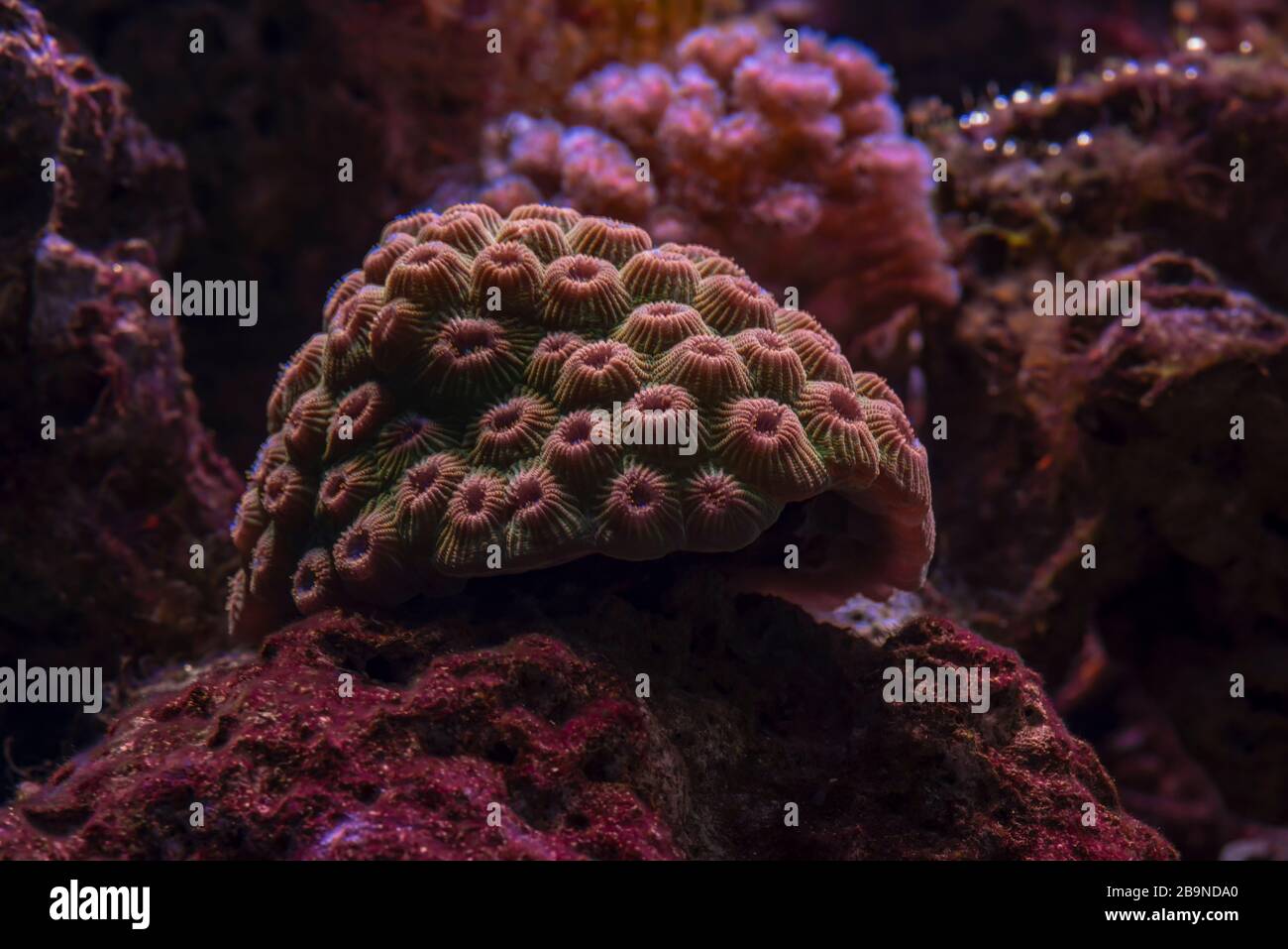 colored corals in a marine aquarium. macro photography Stock Photo - Alamy