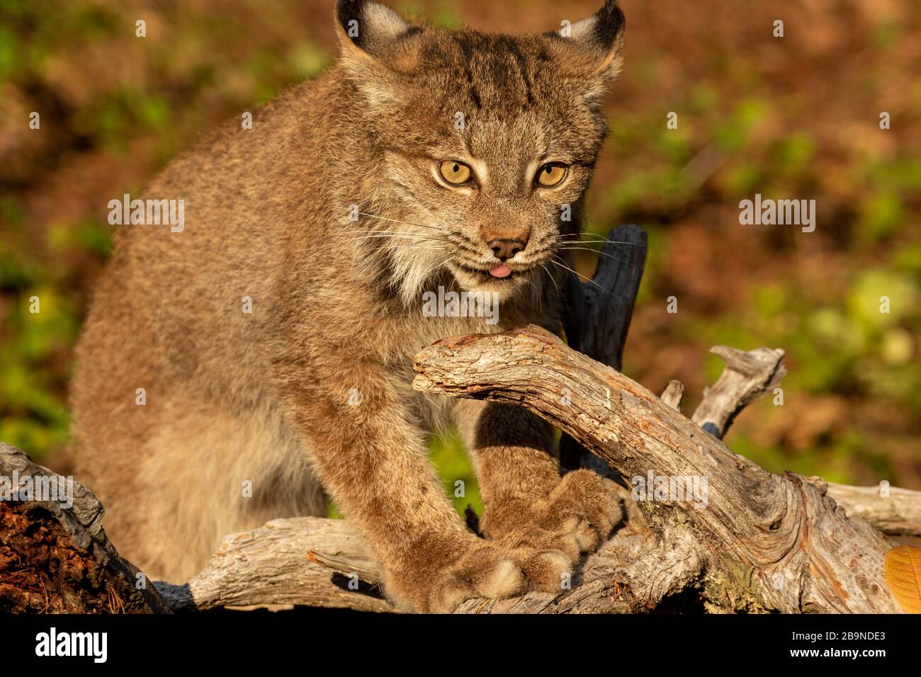 Face Sitting High Resolution Stock Photography and Images - Alamy