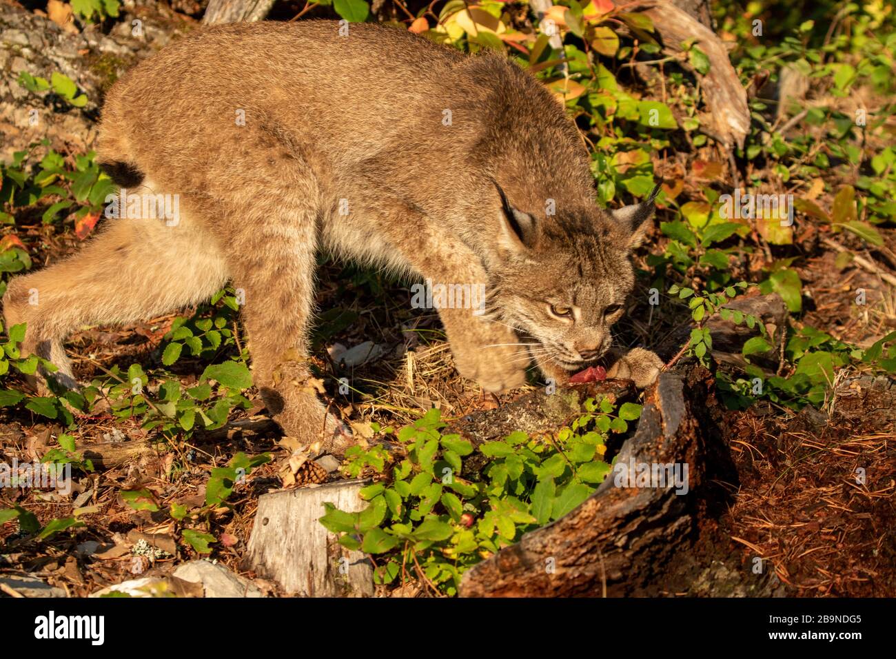 Canadian lynx eating at Triple D in Montana Stock Photo - Alamy
