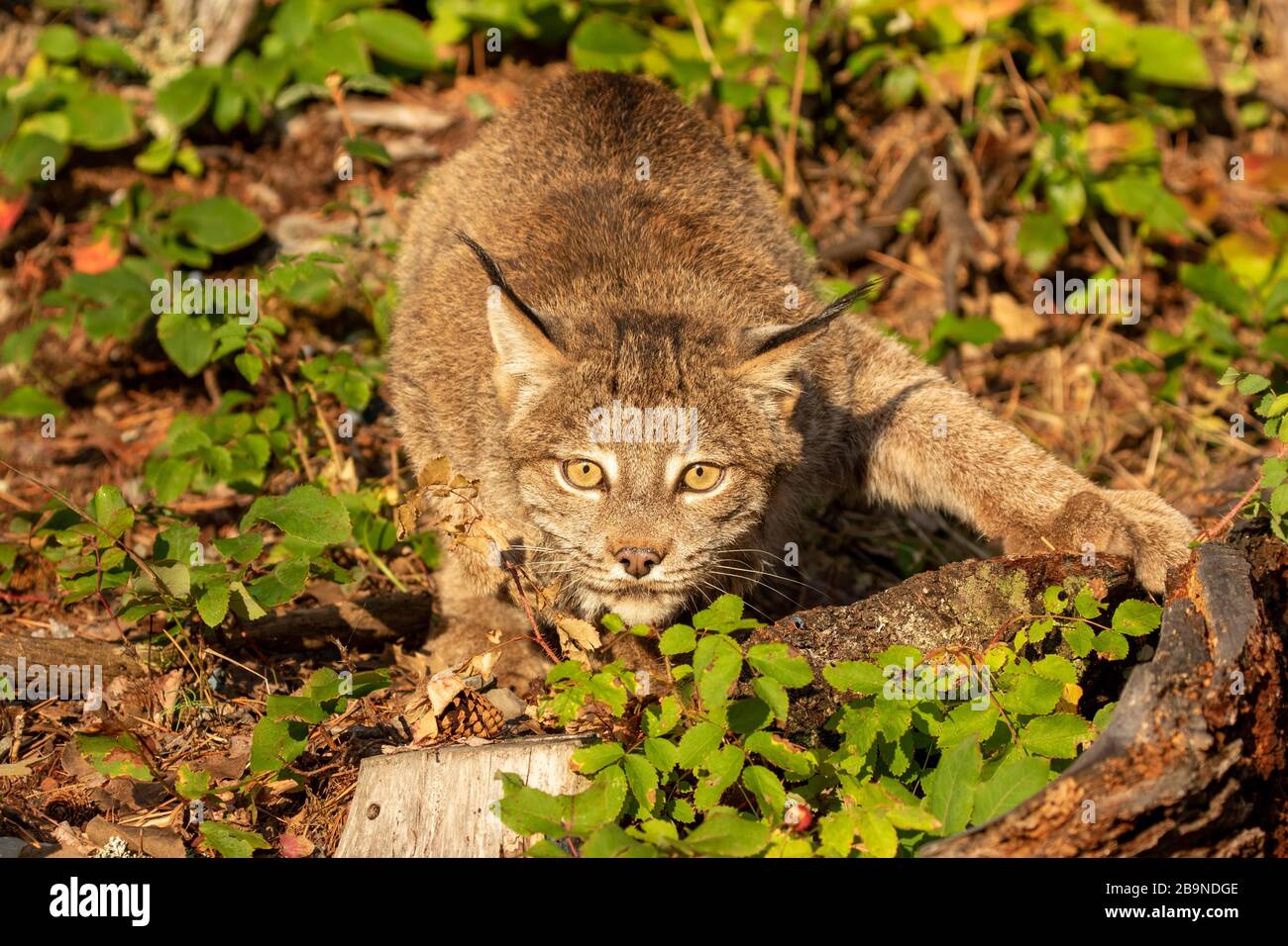 Canadian lynx about to pounce on prey at Triple D in Montana Stock ...
