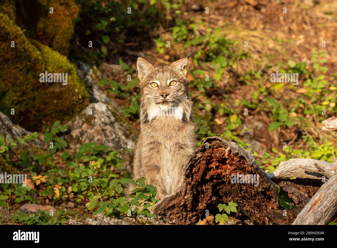 Canadian lynx sitting at Triple D in Montana Stock Photo - Alamy