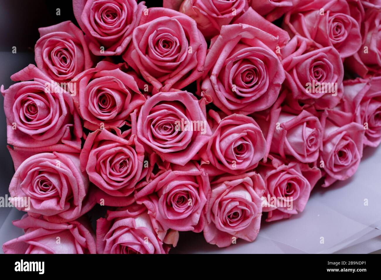 Valentines day background with luxury pink roses. womans day Stock ...