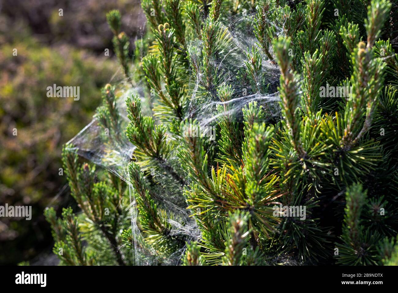 Coniferous spruce or pine tree branch covered with spider net in forest ...