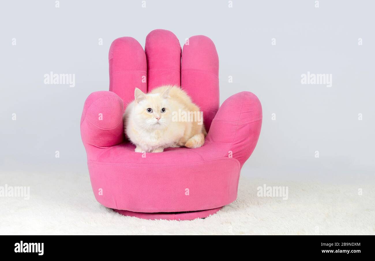Pink companion hi-res stock photography and images - Alamy