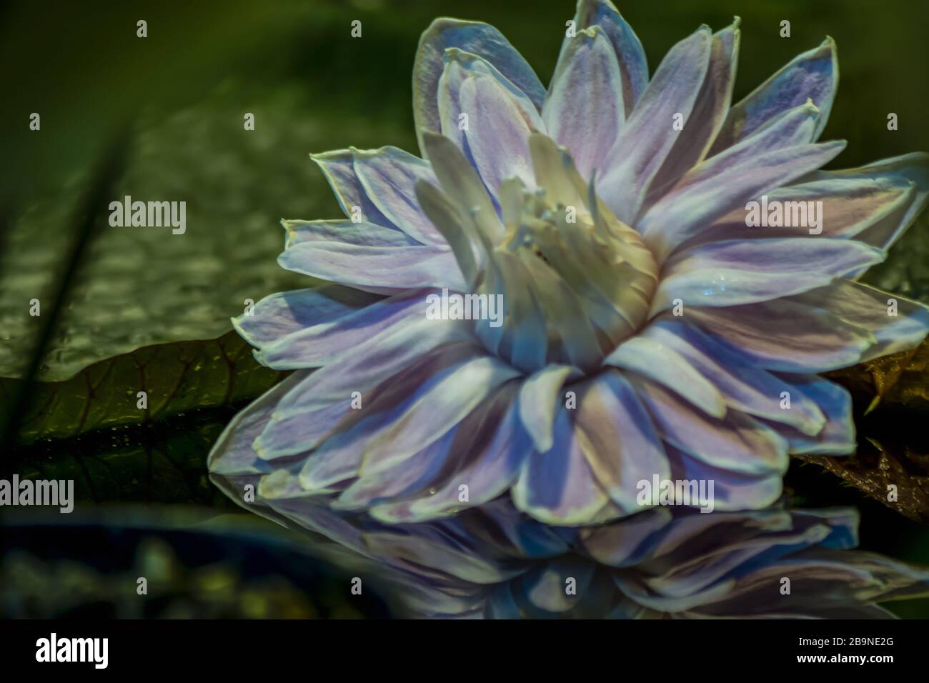water lily side view and leaves, beautiful background Stock Photo - Alamy