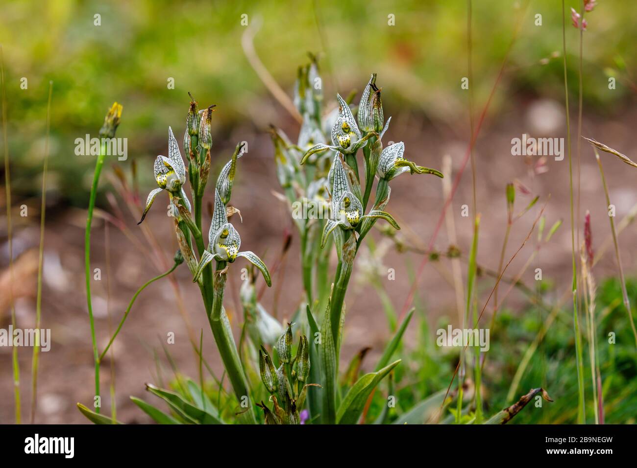 Porcelain Orchid (Chloraea magellanica) flowering in Torres del Paine ...