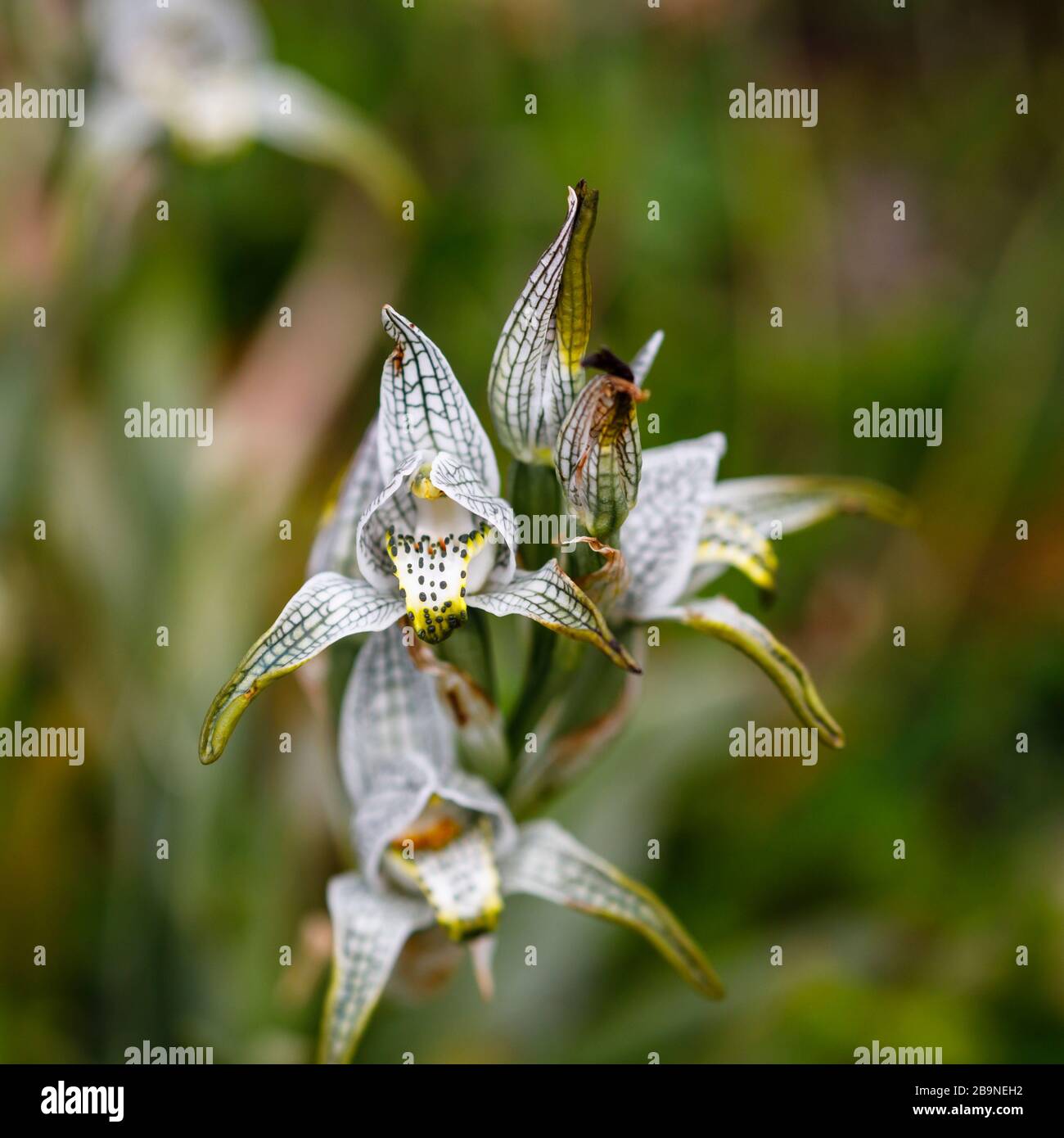 Porcelain Orchid (Chloraea magellanica) flowering in Torres del Paine ...