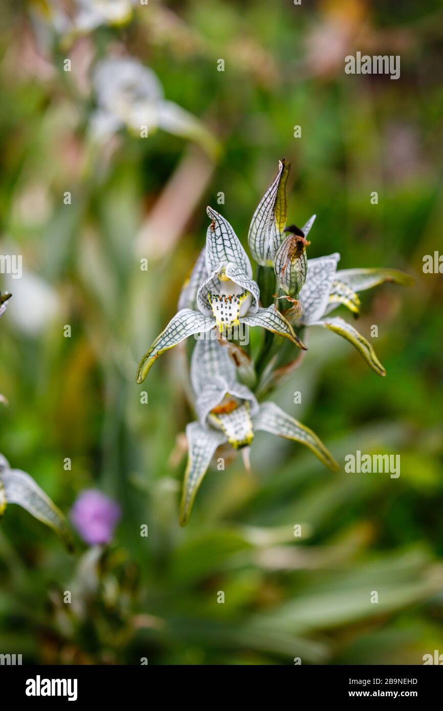 Porcelain Orchid (Chloraea magellanica) flowering in Torres del Paine ...