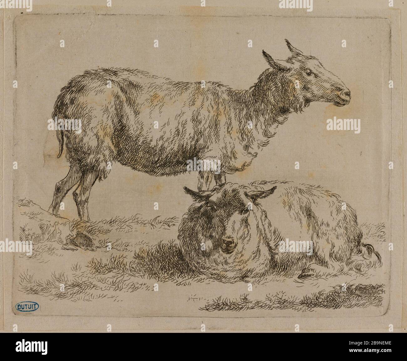 Mouton couché hi-res stock photography and images - Alamy