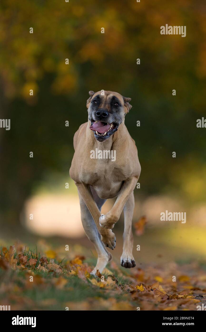 Running great dane hi-res stock photography and images - Alamy