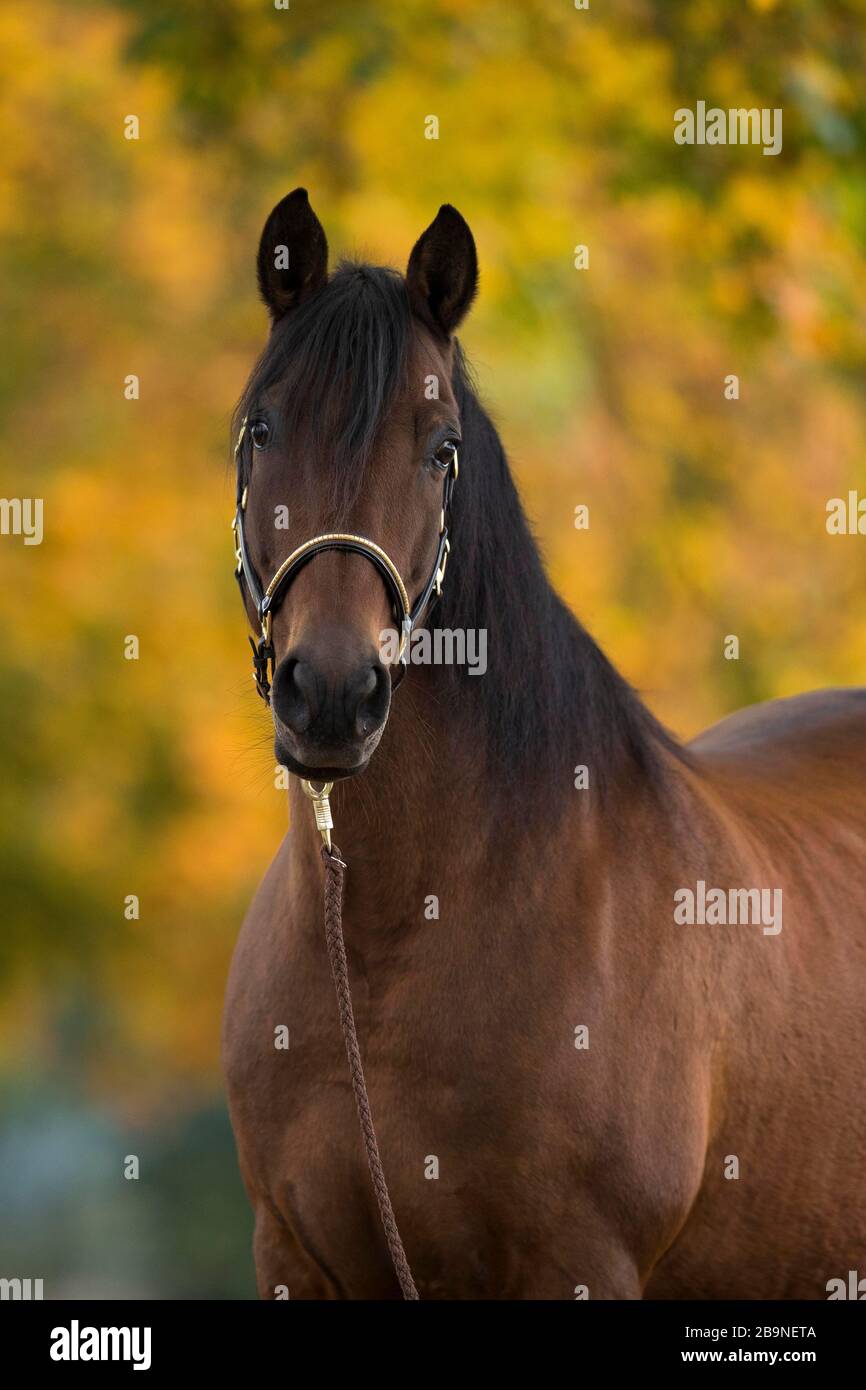 Cropped view brown thoroughbred hi-res stock photography and images - Alamy