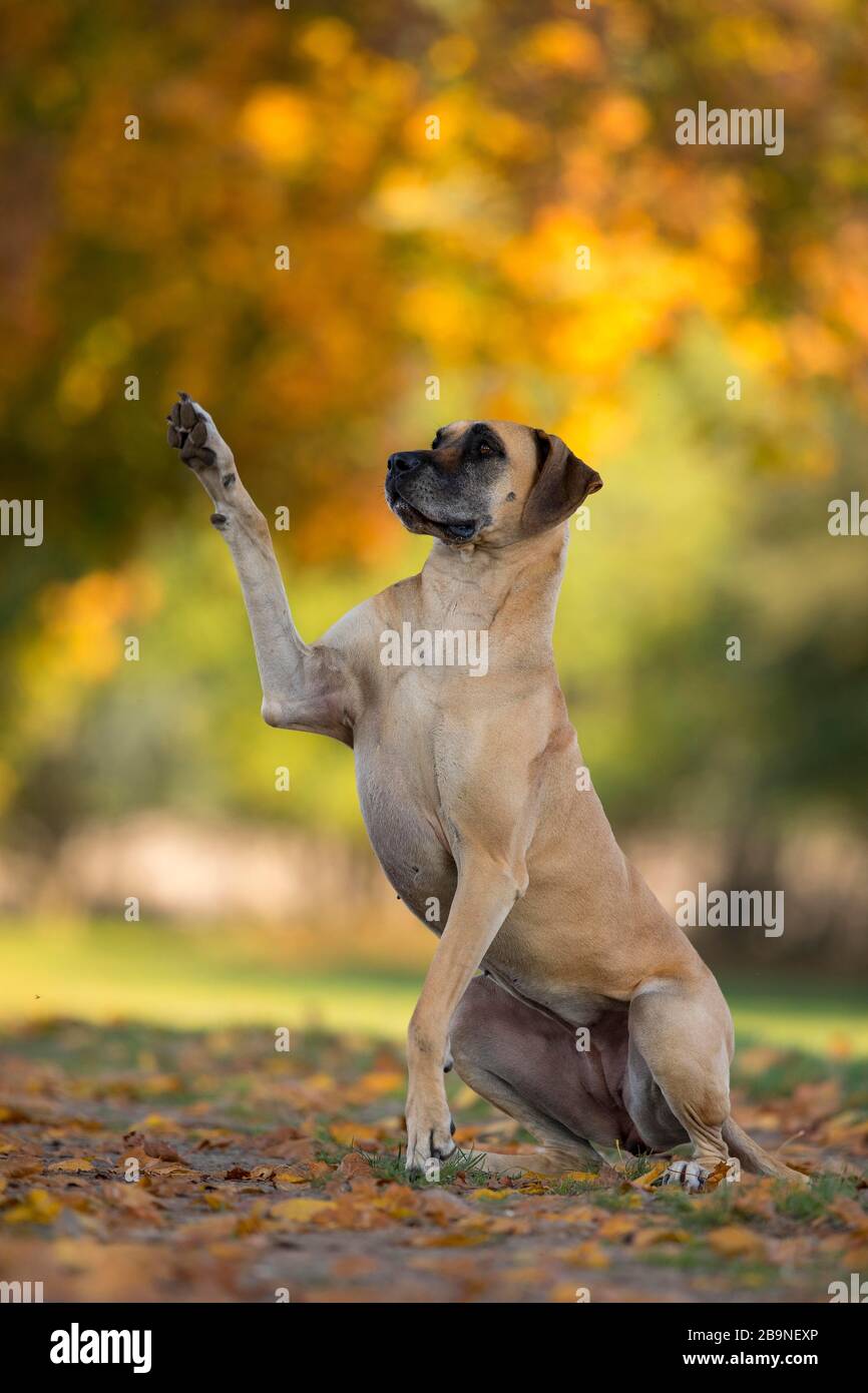 Great dane paw hi-res stock photography and images - Alamy