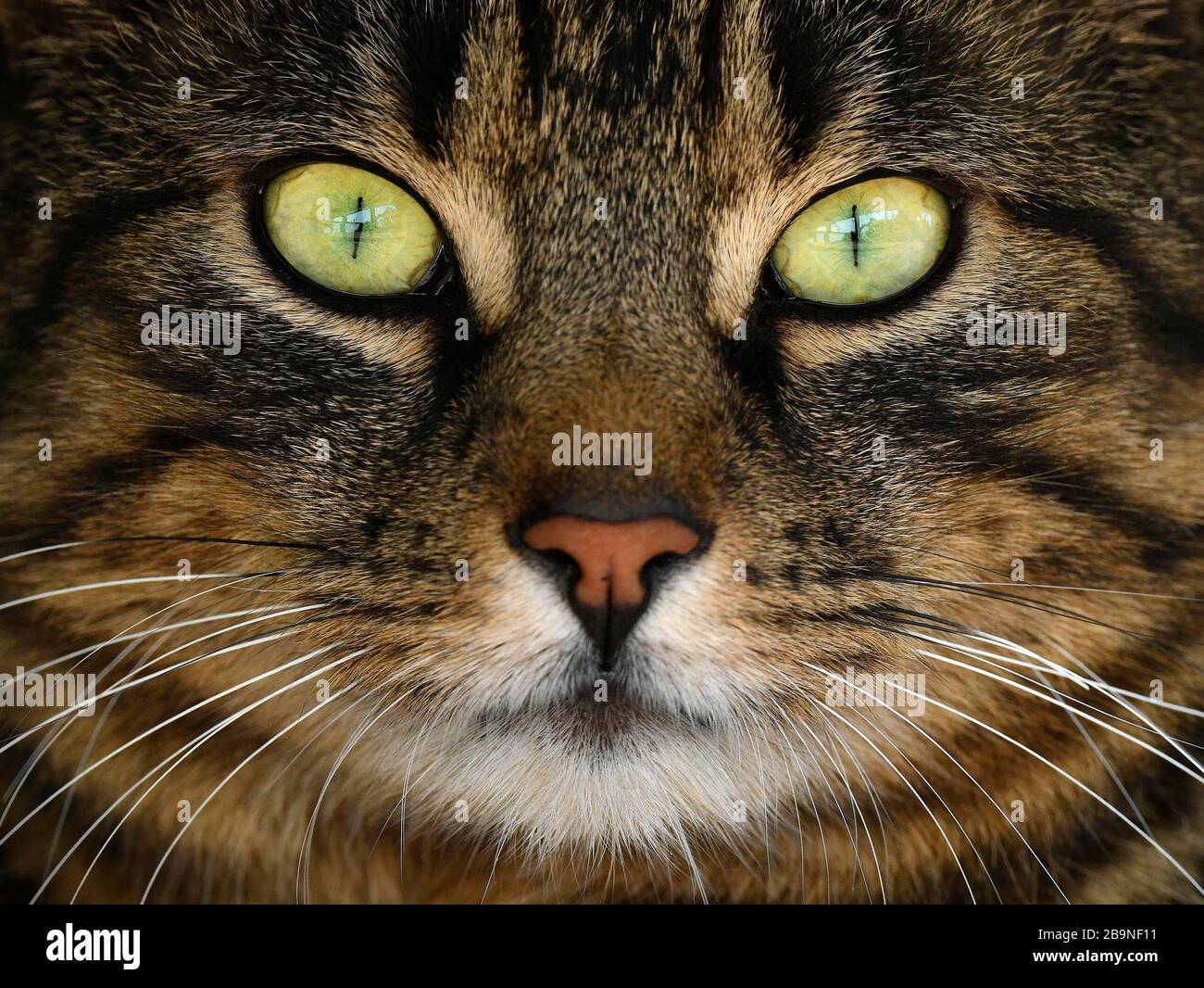 House cat, tomcat, animal portrait, Germany Stock Photo - Alamy