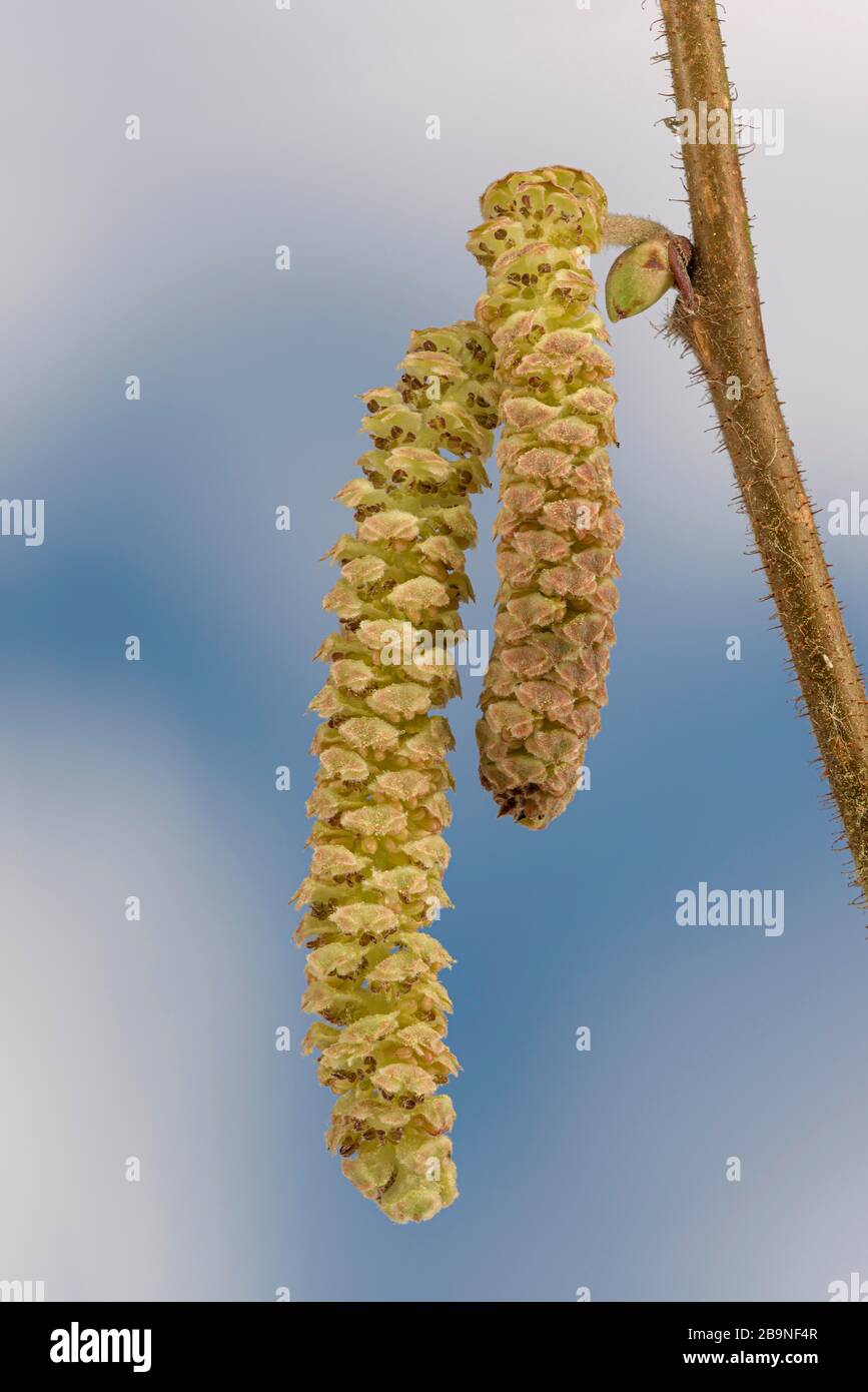 Male and female flowers of the common hazel (Corylus avellana), Germany ...